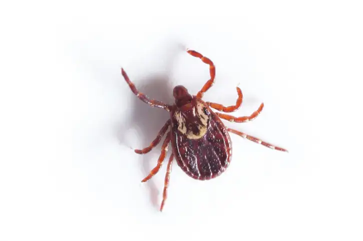What Are Common Signs of Fleas and Ticks on Dogs?